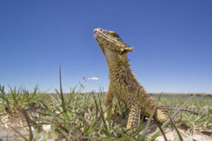 Dragon-like sungazer lizard in danger - Africa Geographic
