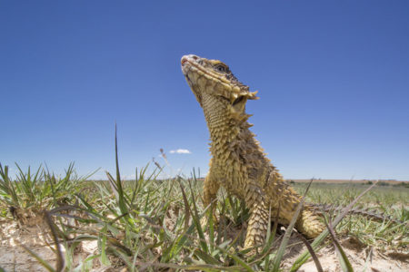 Dragon-like sungazer lizard in danger - Africa Geographic