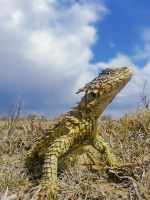 Dragon-like sungazer lizard in danger - Africa Geographic
