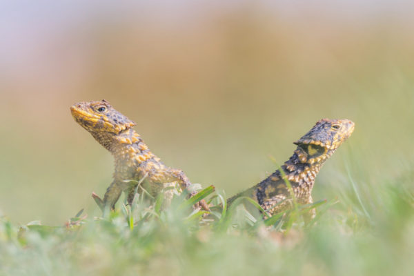 Dragon-like sungazer lizard in danger - Africa Geographic