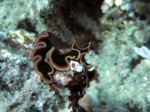 Marine flatworms: The butterflies of the sea - Africa Geographic