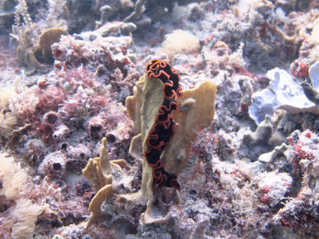 Marine flatworms: The butterflies of the sea - Africa Geographic