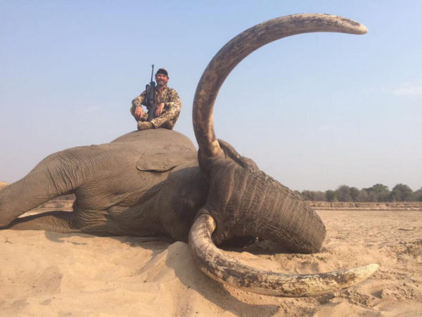 'Iconic tusker' shot by trophy hunters in Zambia - Africa Geographic