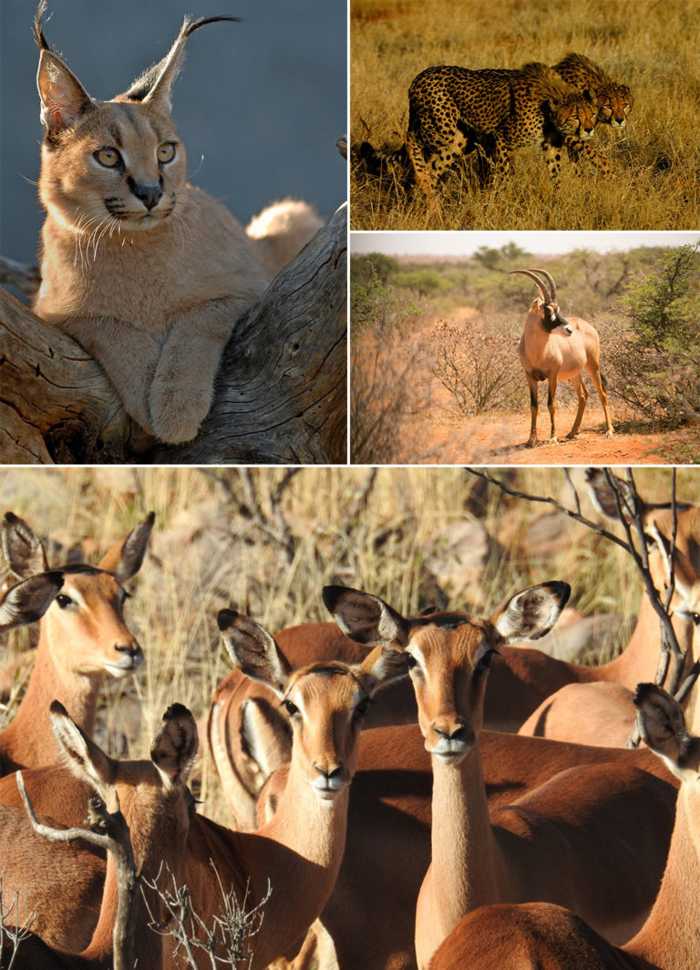 Tantalising Tswalu: The Kalahari’s diamond in the rough - Africa Geographic