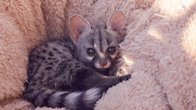 baby-genet - Africa Geographic