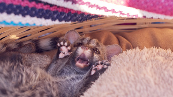 Cuteness alert: Rescued baby genets - Africa Geographic