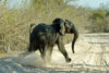 Can elephants run, or do they just walk faster? - Africa Geographic