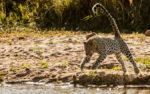 11 Leopard facts you need to know - Africa Geographic