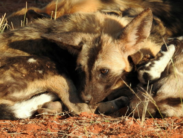5 Facts you did not know about African wild dogs - Africa Geographic