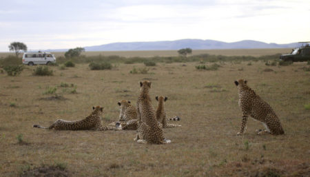 Unique sighting: Cheetahs in group mating frenzy - Africa Geographic