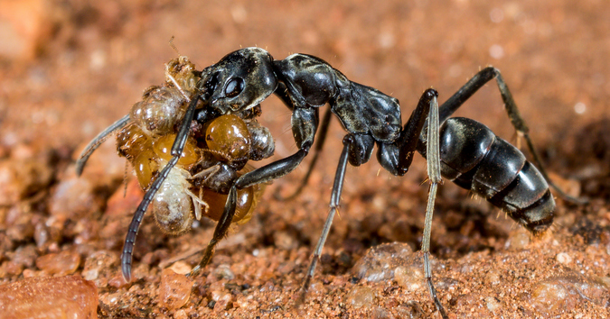 Matabele ants: Raiders of termites - Africa Geographic