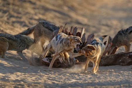 Fantastic sighting: Honey badger versus jackals - Africa Geographic