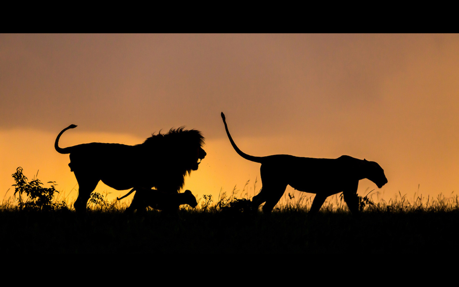 Celebrating Africa's Big Cats - Africa Geographic