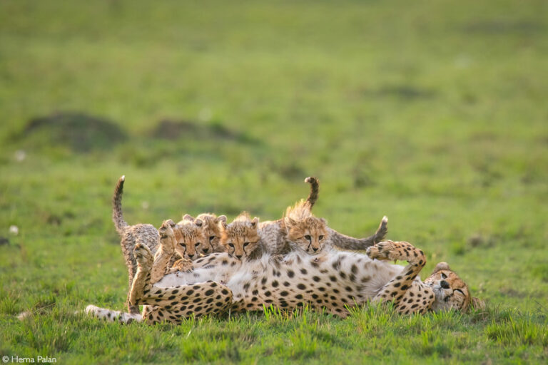 Celebrating Africa's Big Cats - Africa Geographic