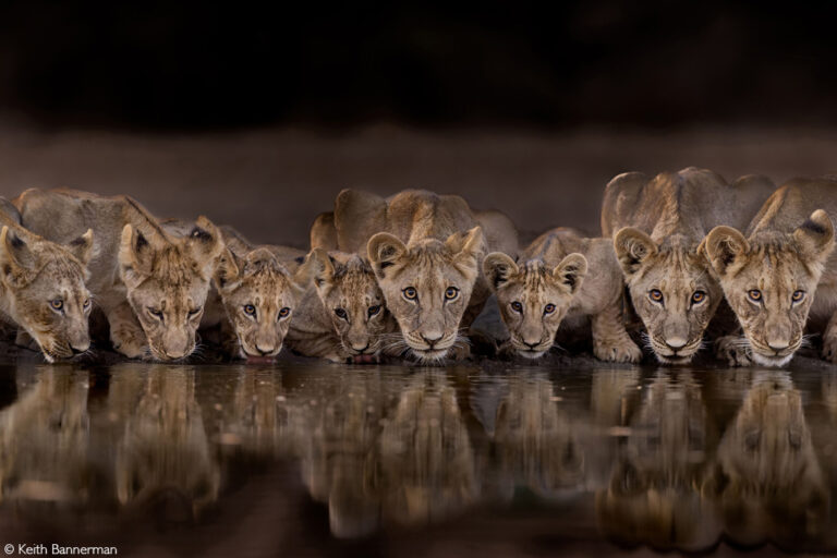 Celebrating Africa's Big Cats - Africa Geographic