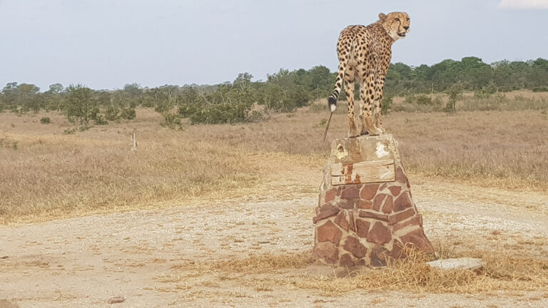 Manyeleti: The Place of Stars - Africa Geographic
