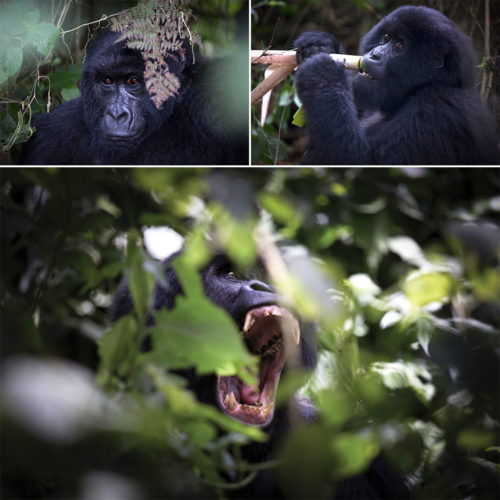 The Ultimate Primate Experience - Africa Geographic