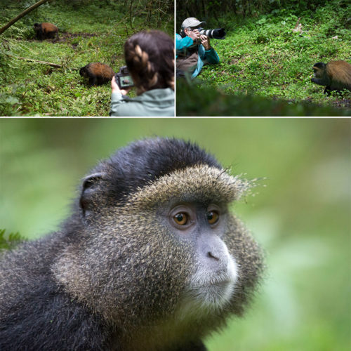 The Ultimate Primate Experience - Africa Geographic