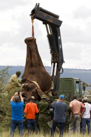 Witnessing an elephant relocation in northern Kenya - Africa Geographic