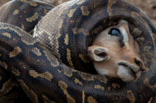 Photographer of the Year 2018 Winners