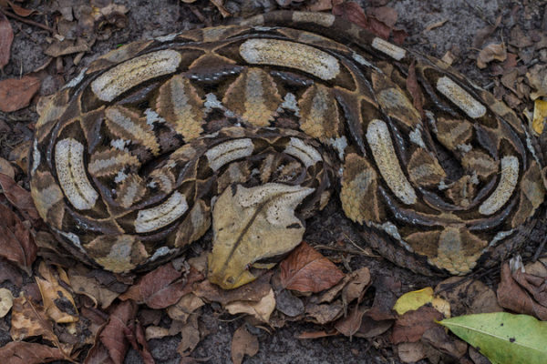 Identifying venomous snakes: How hard can it be? - Africa Geographic