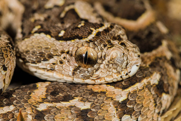 Identifying venomous snakes: How hard can it be? - Africa Geographic