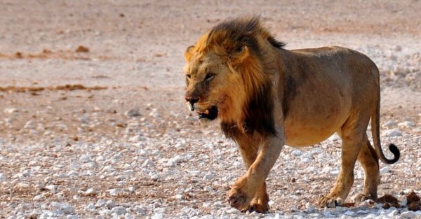 Lion killings: Namibian NGOs respond to questions from abroad about ...