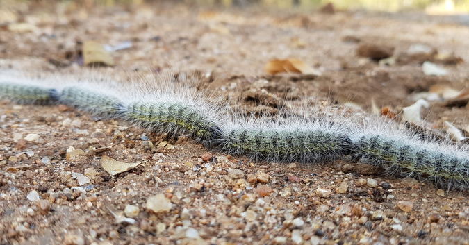 Video: Processionary caterpillars - Africa Geographic