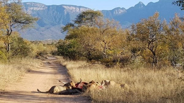Video: Lions make a comeback - Africa Geographic