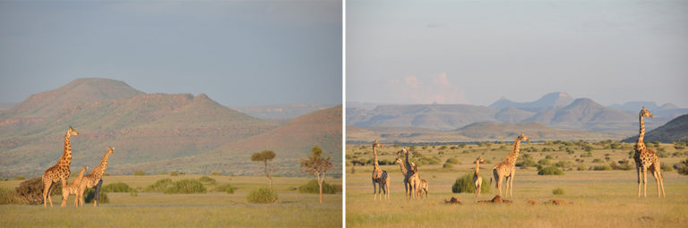 Giraffes – The Silent Extinction