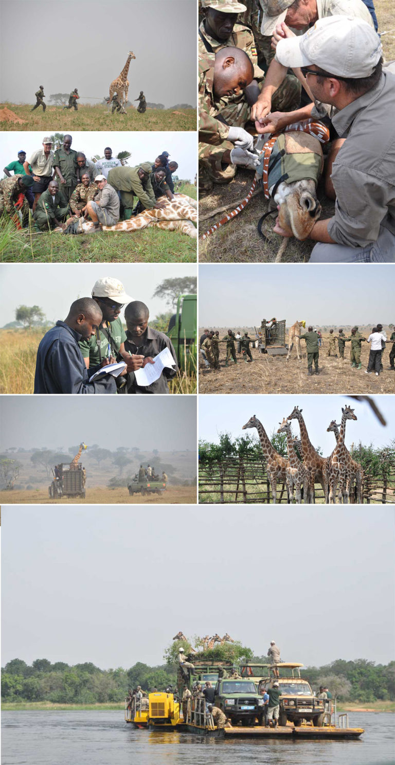 Giraffes – The Silent Extinction