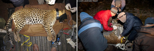 Come on safari to find the Cape leopard