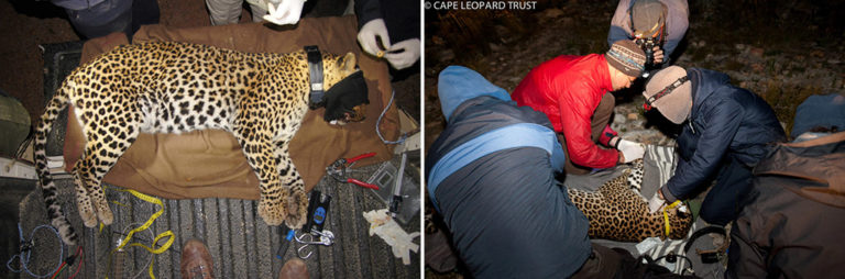 Come on safari to find the Cape leopard