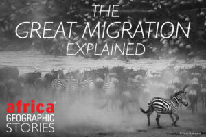 The Great Wildebeest Migration - Africa Geographic