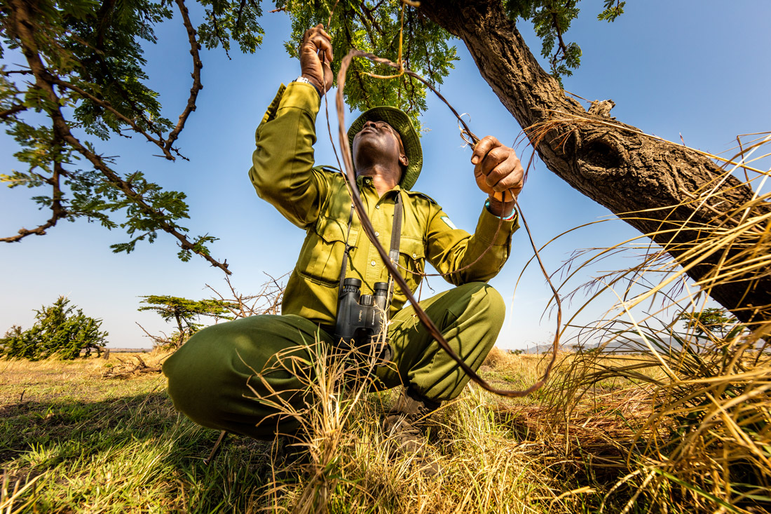 Kenya's Lion Guardians - Africa Geographic