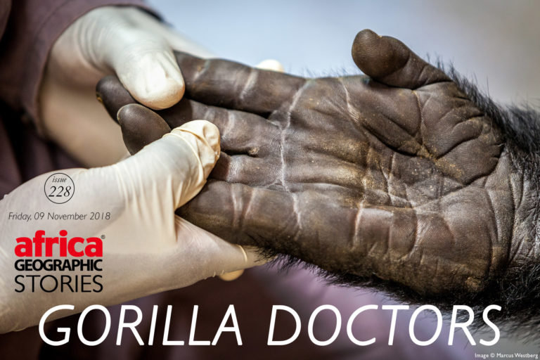 Gorilla Doctors - Africa Geographic
