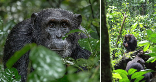 Trek for chimpanzees - our forest kin