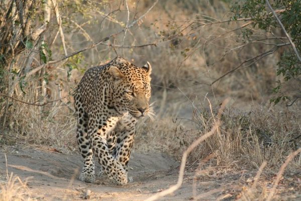 Biologist questions science behind leopard trophy hunting quota ...