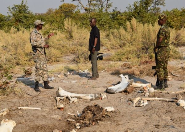 Elephant poaching: Botswana gov provides context, questions ...