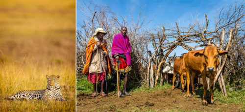 Kenya's Lion Guardians - Africa Geographic