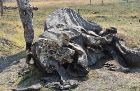 Elephant poaching: Botswana gov provides context, questions ...
