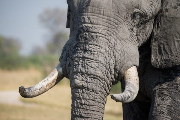Opinion by human-wildlife conflict specialist: Botswana has found her ...