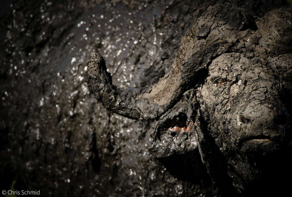 Mud - Africa Geographic