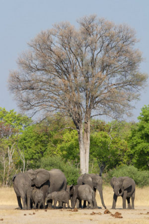 Understanding elephant migration in the world's largest transfrontier ...