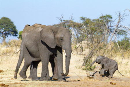 Understanding elephant migration in the world's largest transfrontier ...