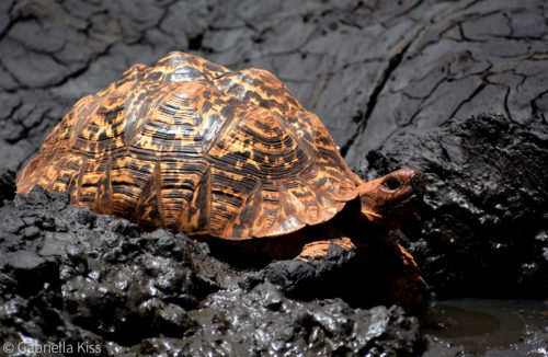 Mud - Africa Geographic