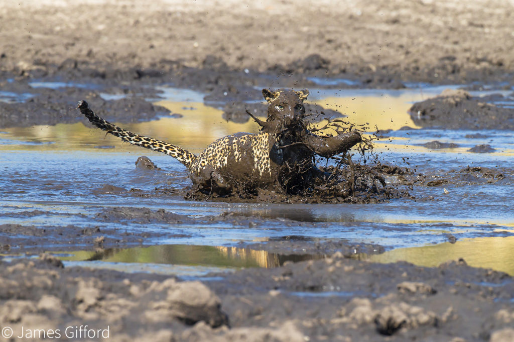 Mud - Africa Geographic