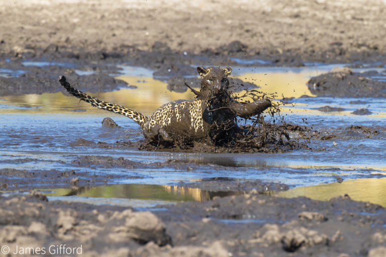 Mud - Africa Geographic