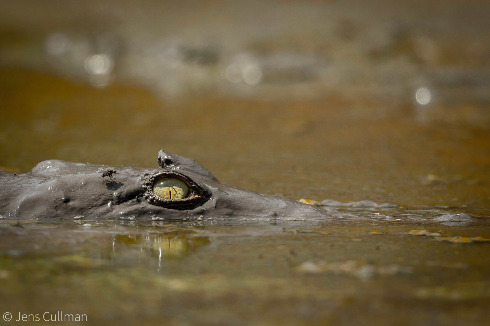 Mud - Africa Geographic