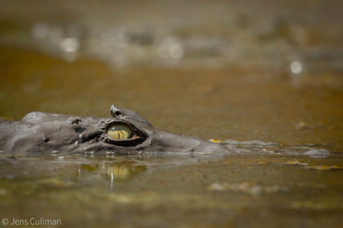 Mud - Africa Geographic